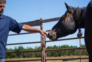 Wild Mustang Ranch – Meet the wild. | Connect with the wild.