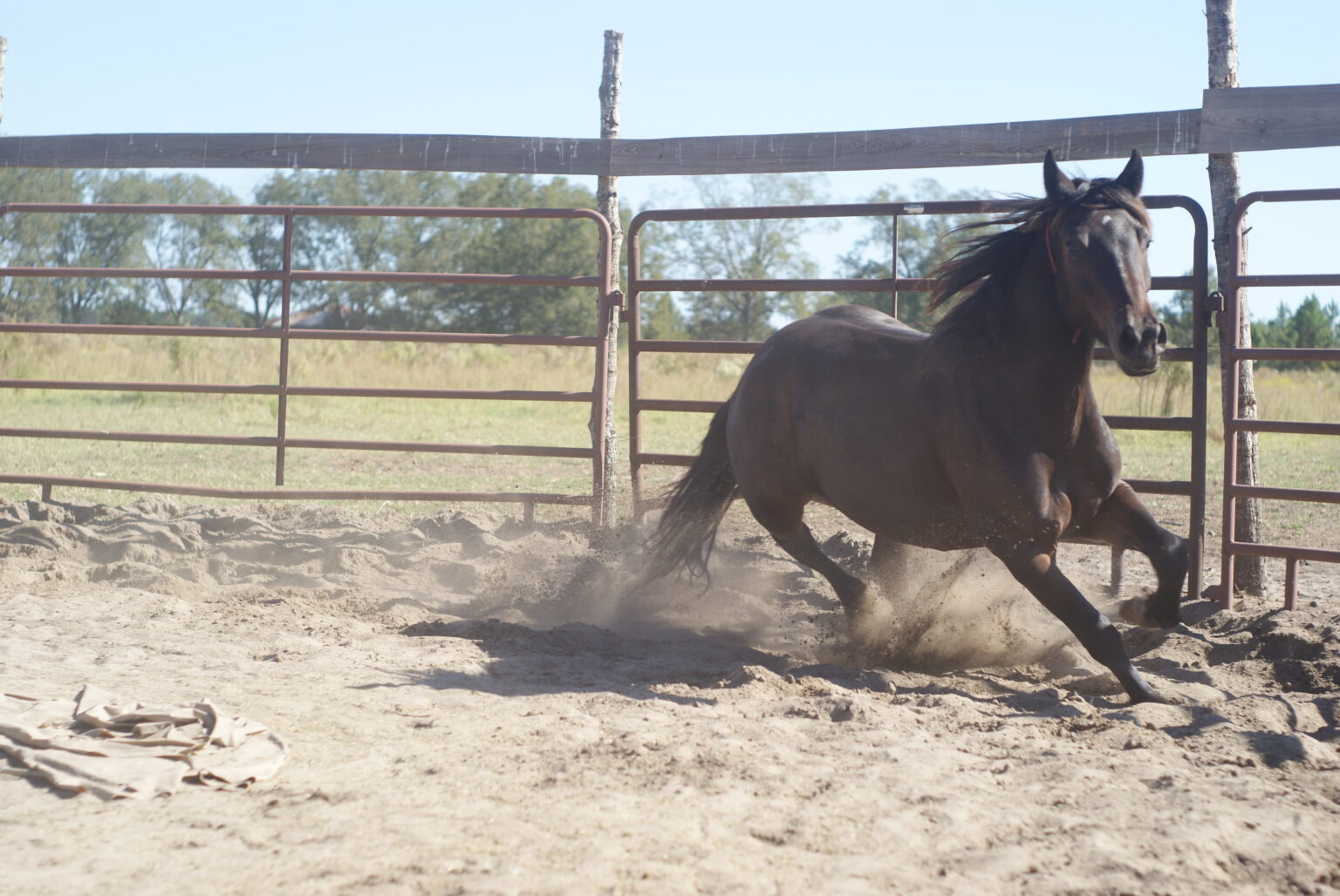 Home - Wild Mustang Ranch