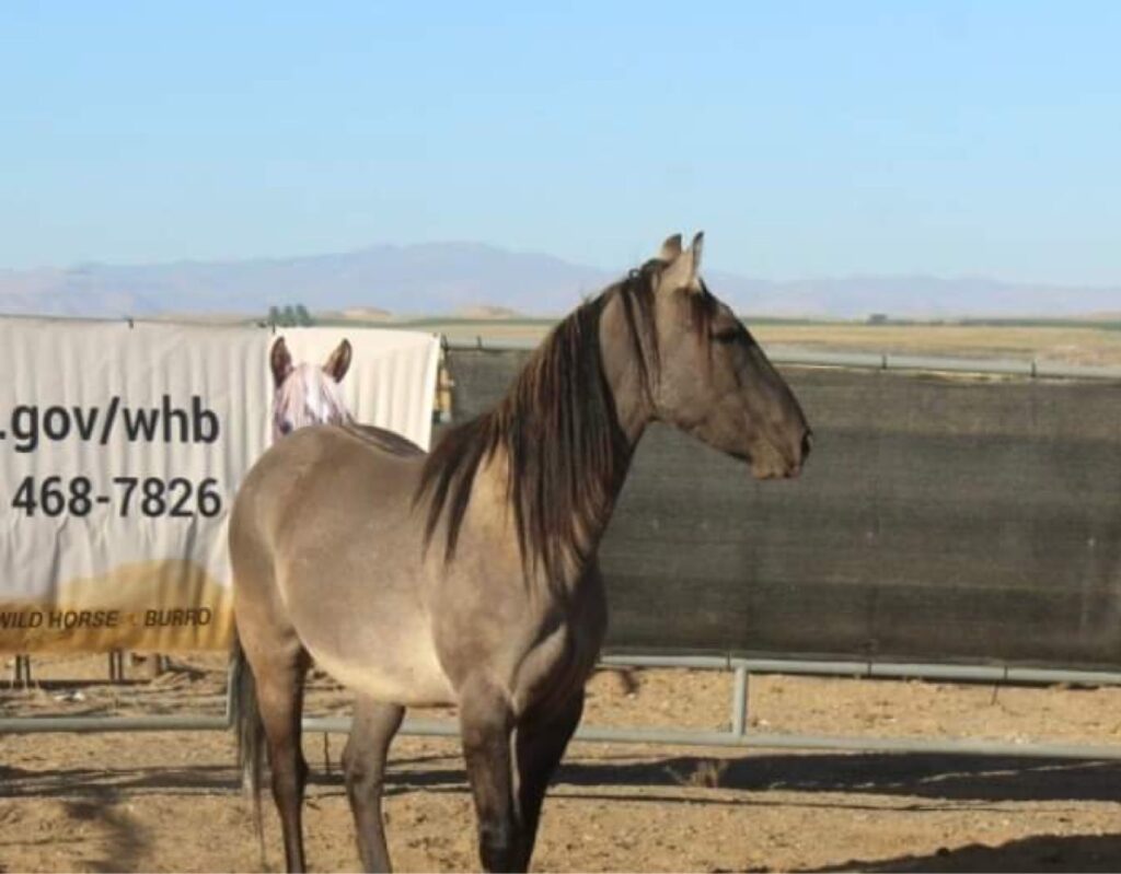 Available Mustangs - Wild Mustang Ranch