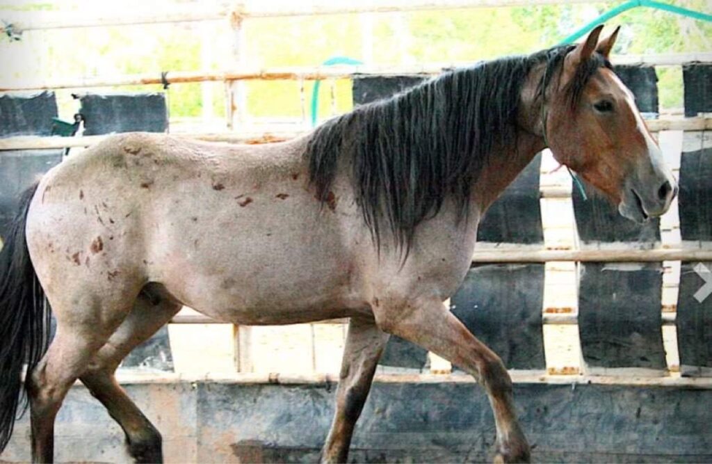 Available Mustangs - Wild Mustang Ranch