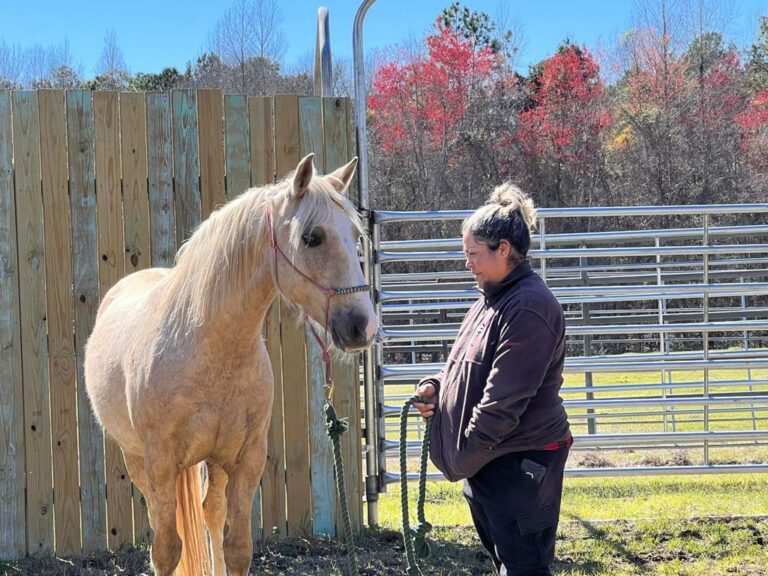 Available Mustangs - Wild Mustang Ranch