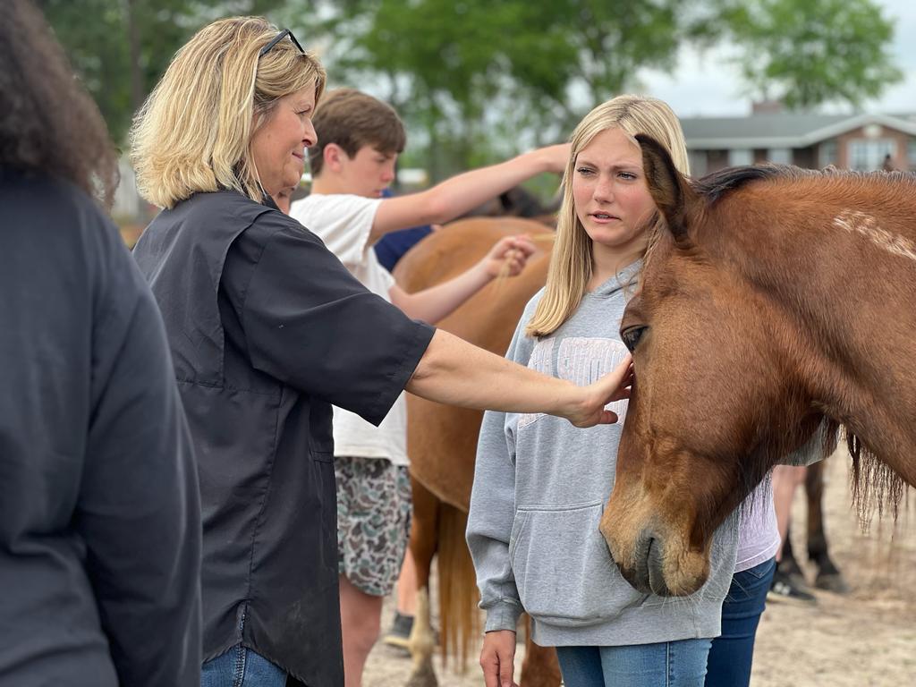 Available Mustangs - Wild Mustang Ranch