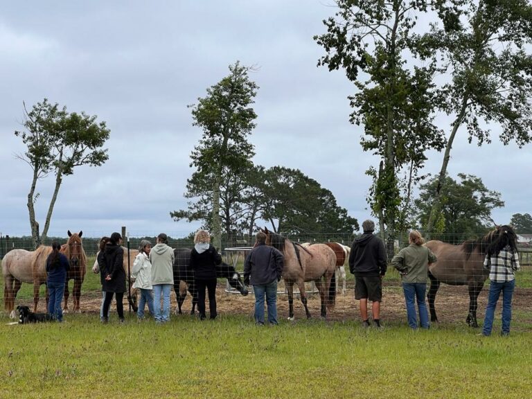 Home - Wild Mustang Ranch
