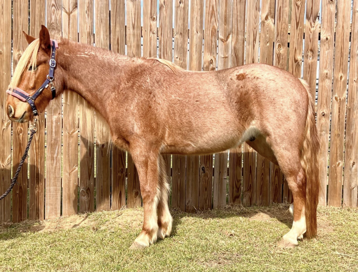 Available Mustangs - Wild Mustang Ranch