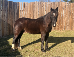 Available Mustangs - Wild Mustang Ranch