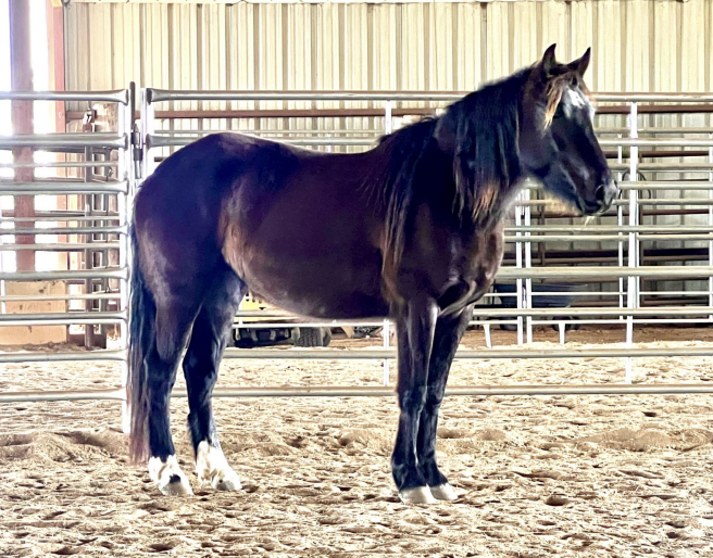 Available Mustangs - Wild Mustang Ranch