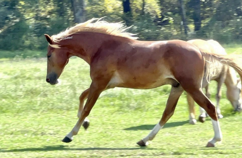 Available Mustangs - Wild Mustang Ranch