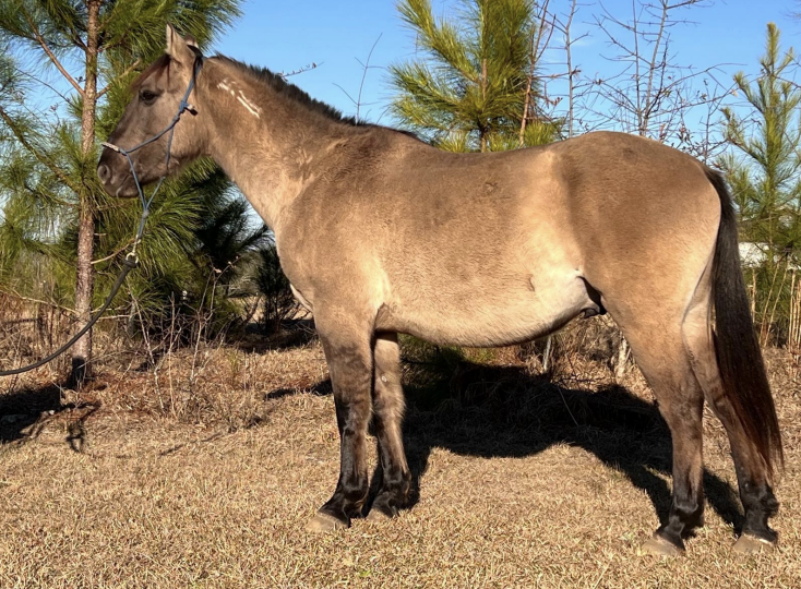 Available Mustangs - Wild Mustang Ranch