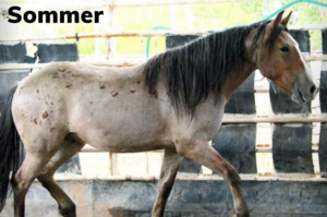 Available Mustangs - Wild Mustang Ranch