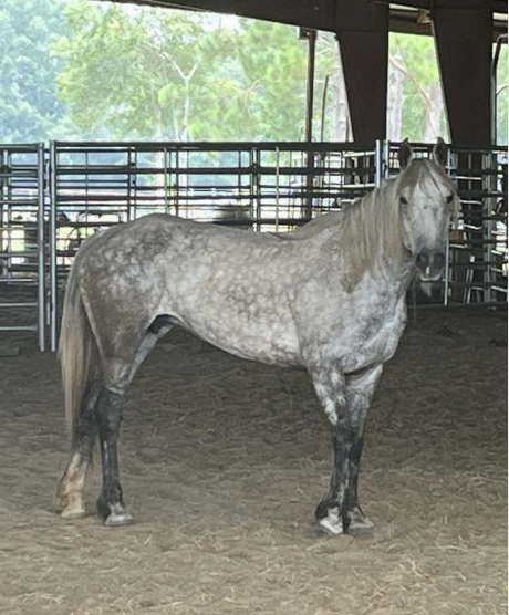 Available Mustangs - Wild Mustang Ranch