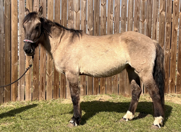 Available Mustangs - Wild Mustang Ranch